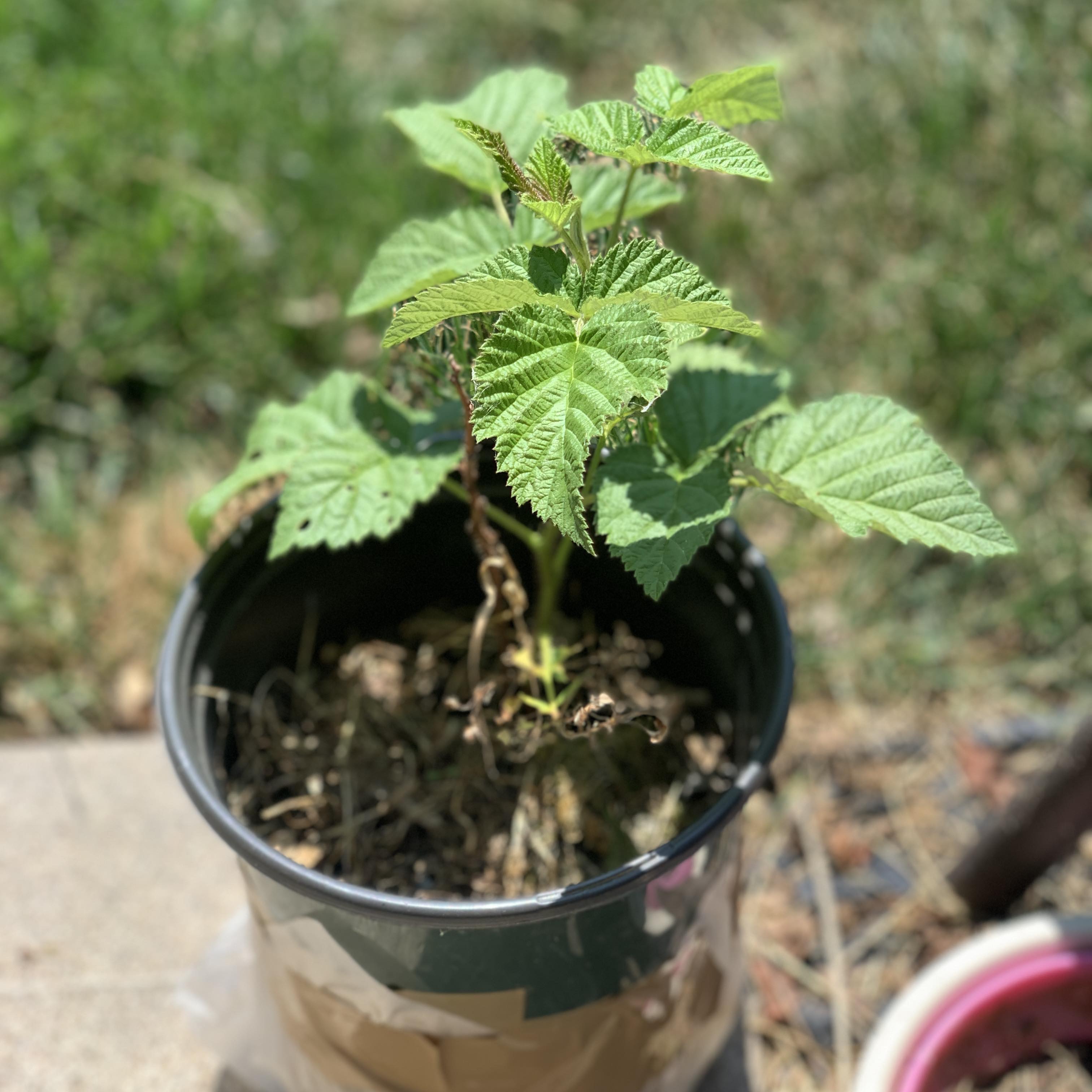 Rockin Raspberries – Author Bethany Loughlin-Frost