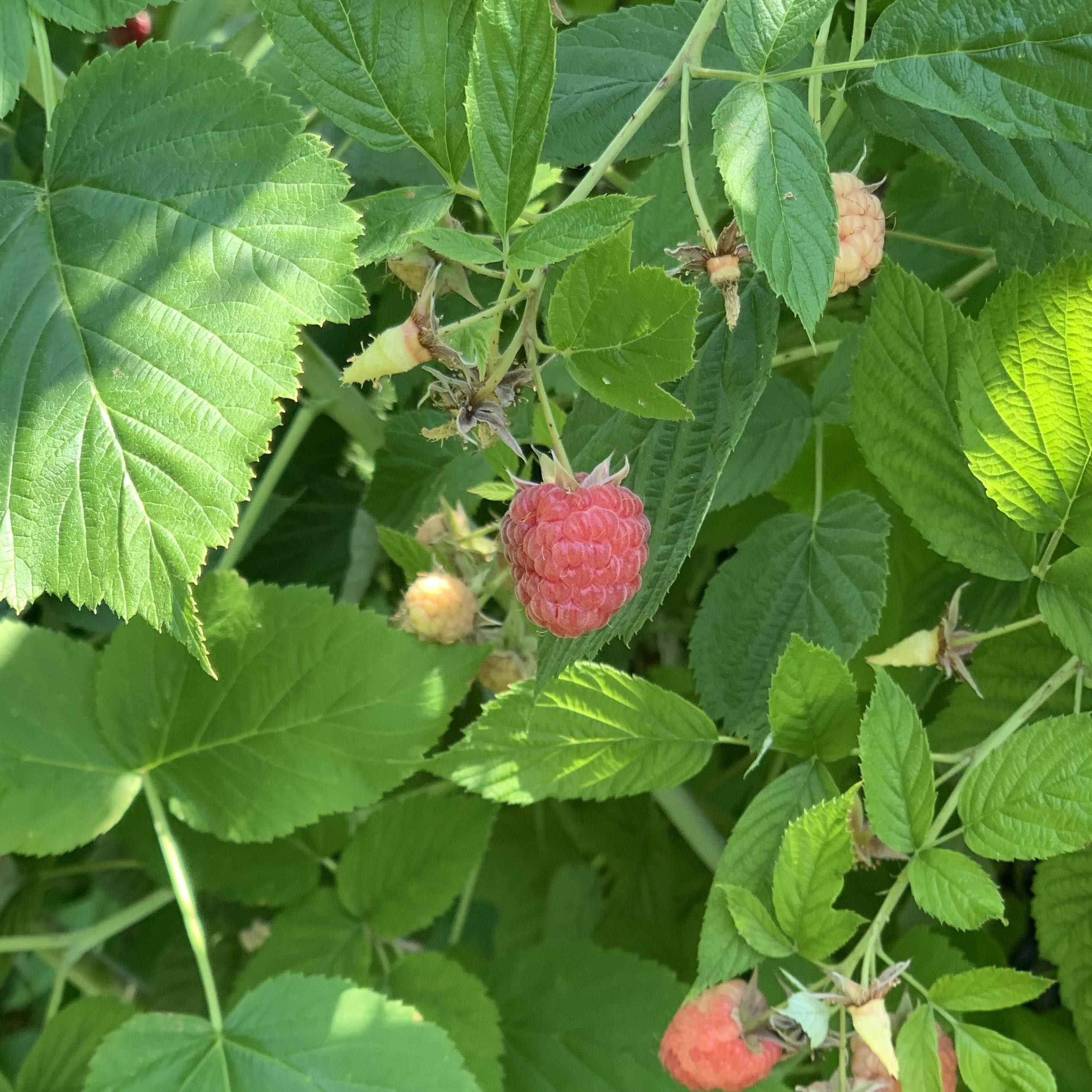 Rockin Raspberries – Author Bethany Loughlin-Frost