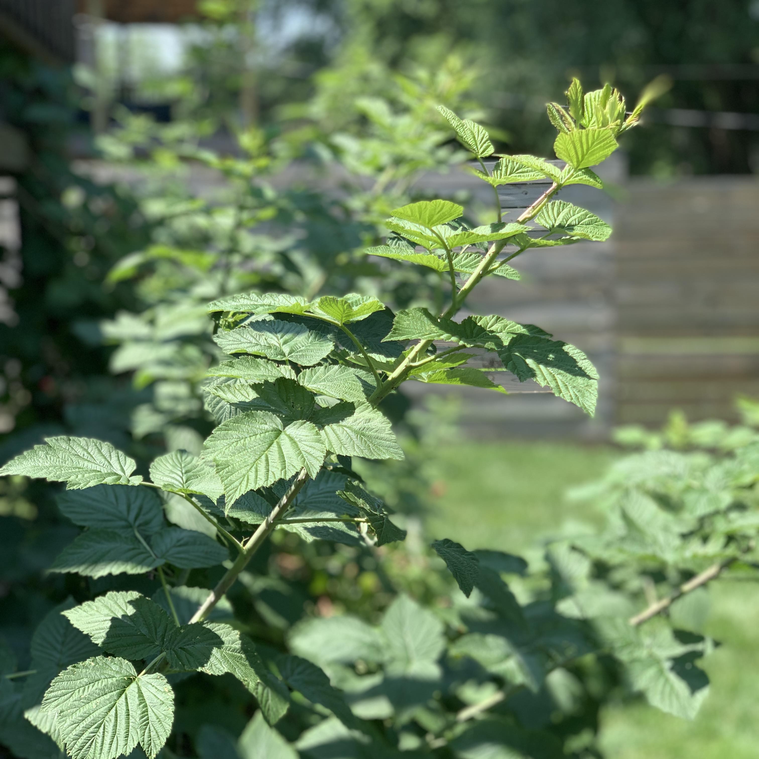 Rockin Raspberries – Author Bethany Loughlin-Frost